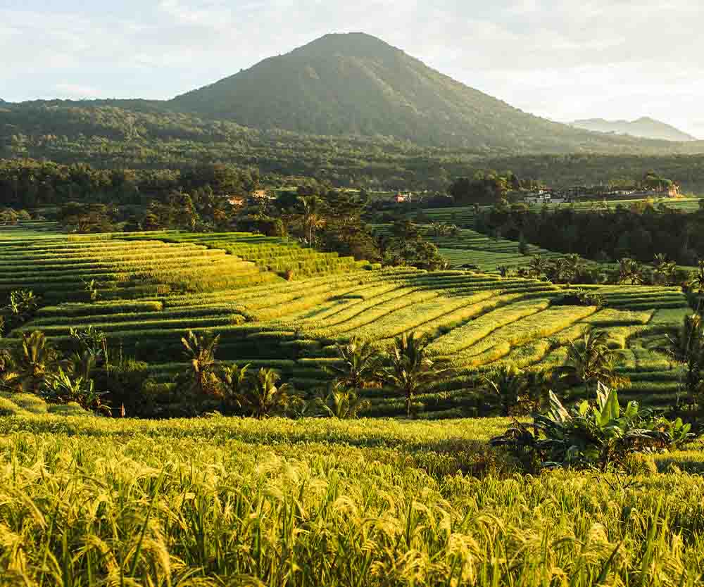 Feeding the world starts with feeding the Earth | Kearney